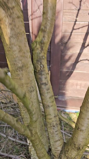 Результат заглубления корневой шейки сливы