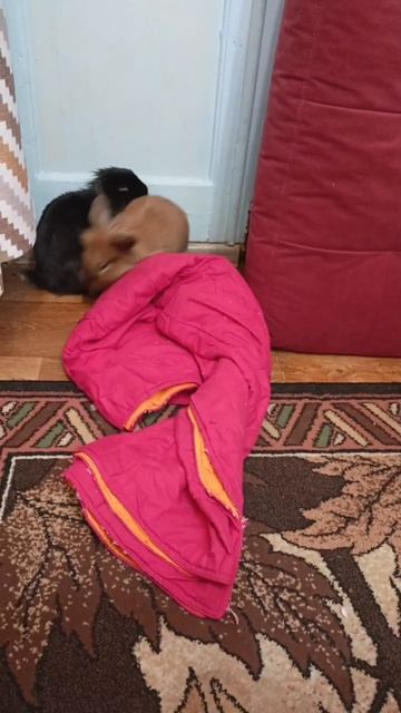 Веселые игры кроликов