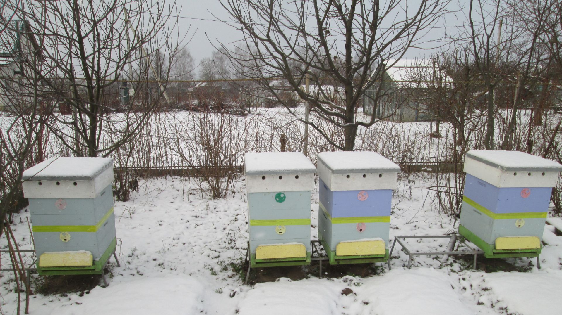 Пчёлы в декабре