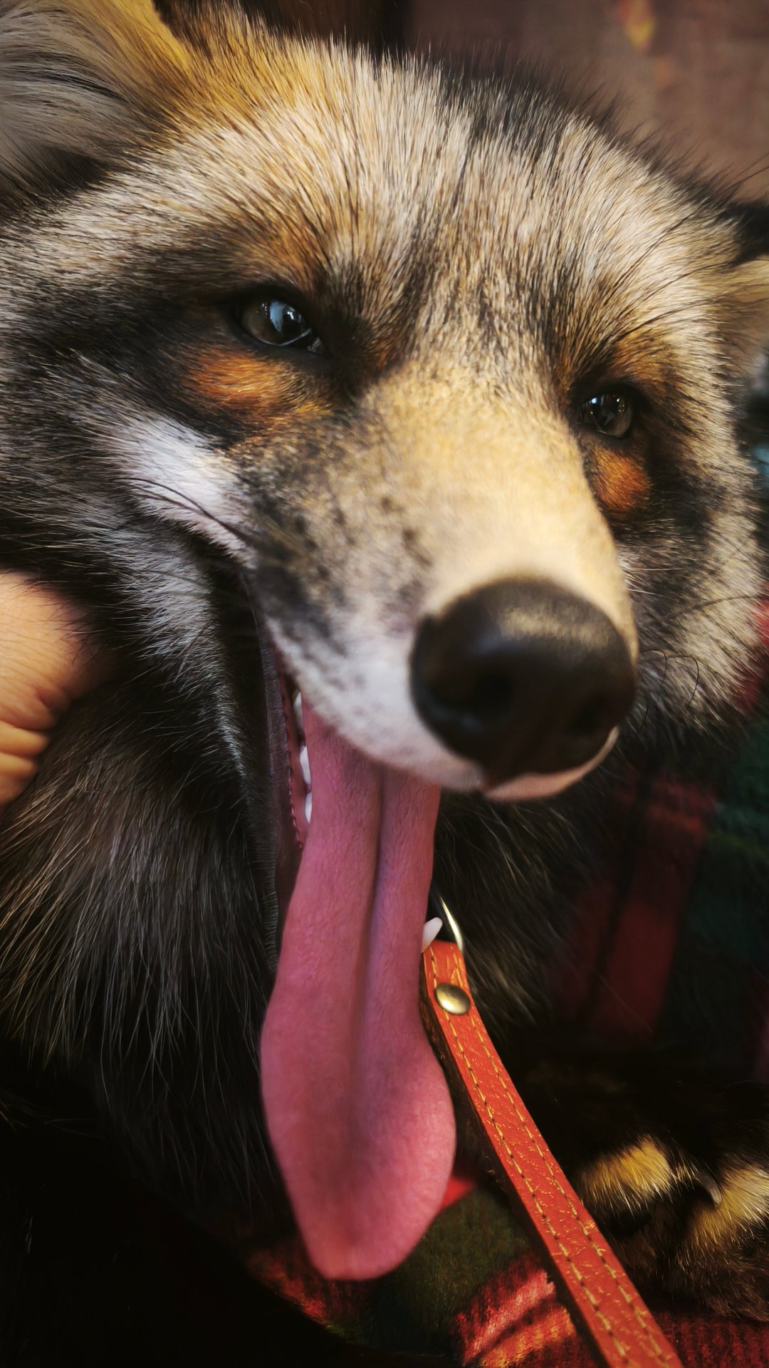 прогулка с лисой