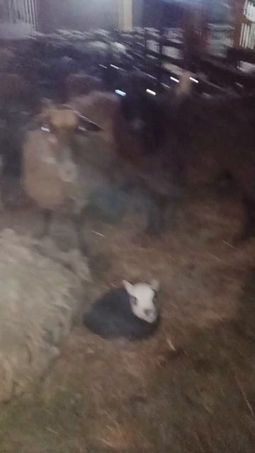 Овечки и бараны на ферме Марий Эл