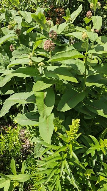 Ваточник сирийский (Asclepias syriaca)