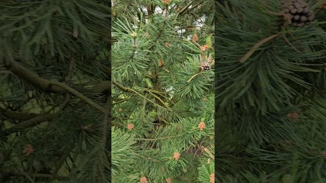 Работа с генеративными образованиями сосен