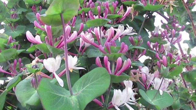 Жимолость Каприфоль: красивоцветущая лиана в живой изгороди - узнайте главное о выращивании