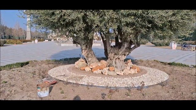 ЗВЕЗДОЧКА С ОЛИВКОВЫМ ДЕРЕВОМ УКРАШЕННОЕ КАМЕШКАМИ.