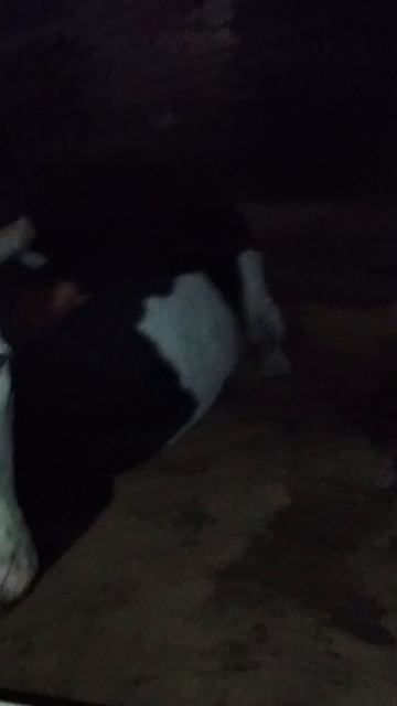 Грустная корова на ферме в Марий Эл