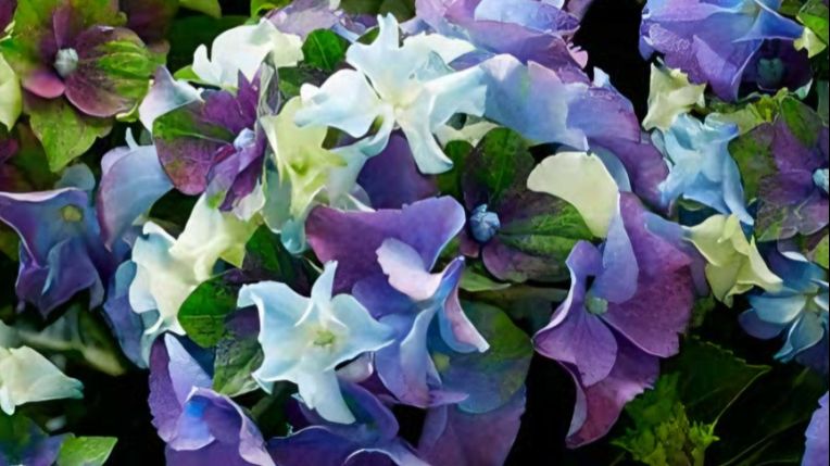 25.«Леди Мата Хари Блю» (Lady Mata Hari blue) крупнолистная гортензия