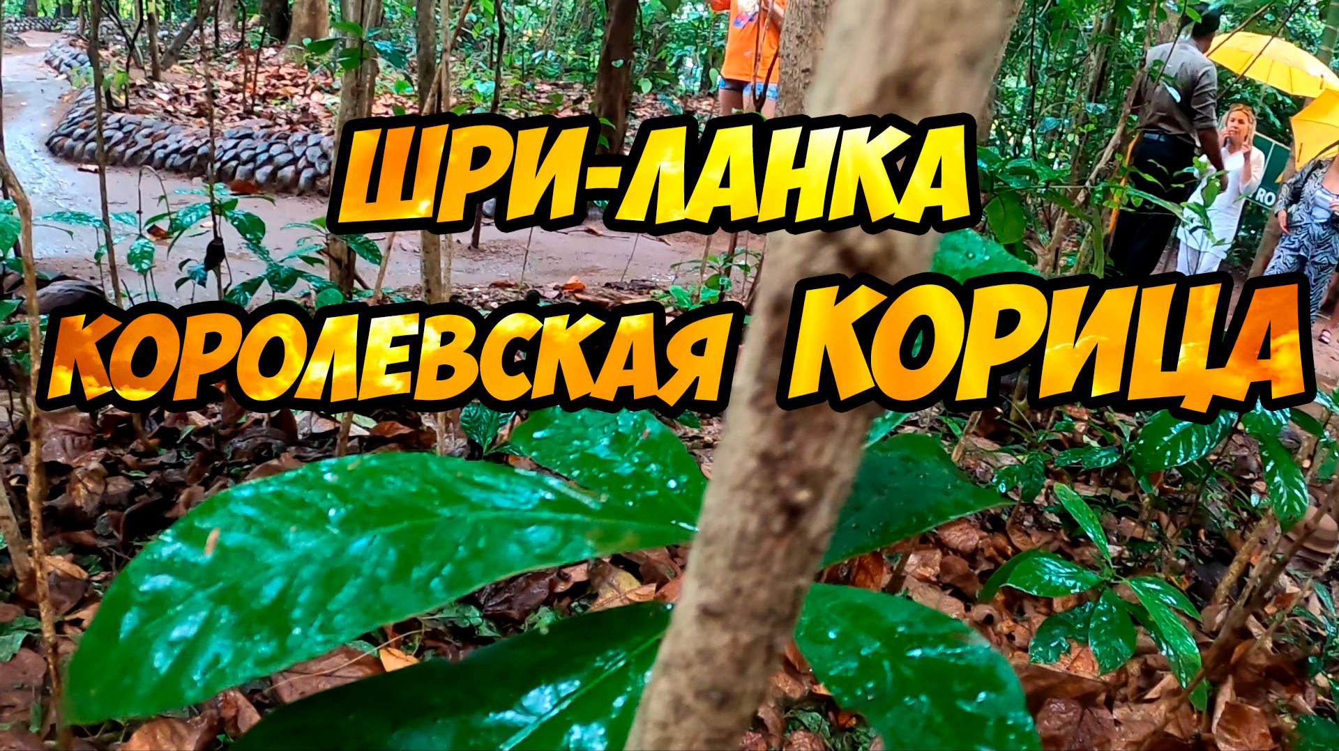 Что привезти со Шри-Ланки? Королевскую Корицу!