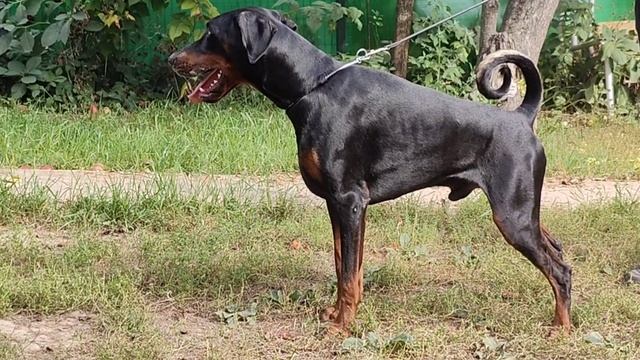 Московский питомник доберманов, Подмосковье. Питомник породы собак Доберман в городе Москва.