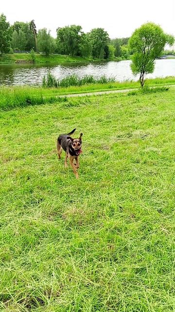 С собаками на Джамагаровке