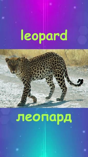 Чудесные животные 5 класс Spotlight