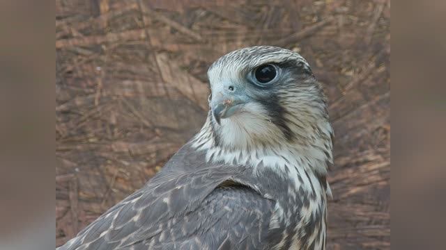 Вещание Гамаюна 3. Балобан 2025