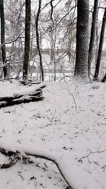 в лесу начинается сказка