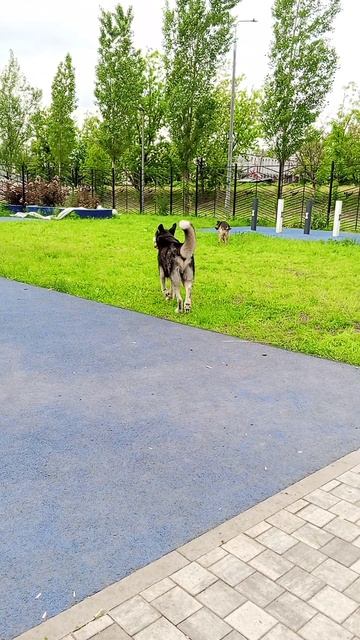 Пёс и Лайза