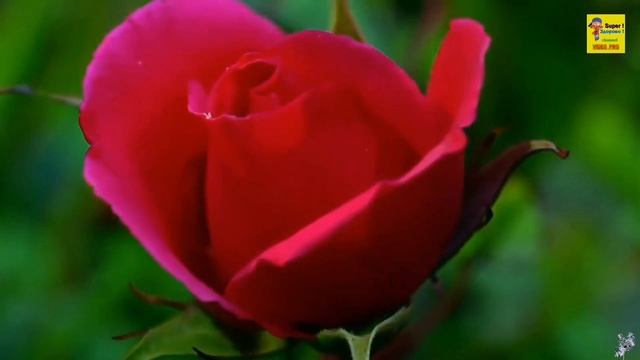 Дом - твой рай на земле (автор Весёлый хлебник)