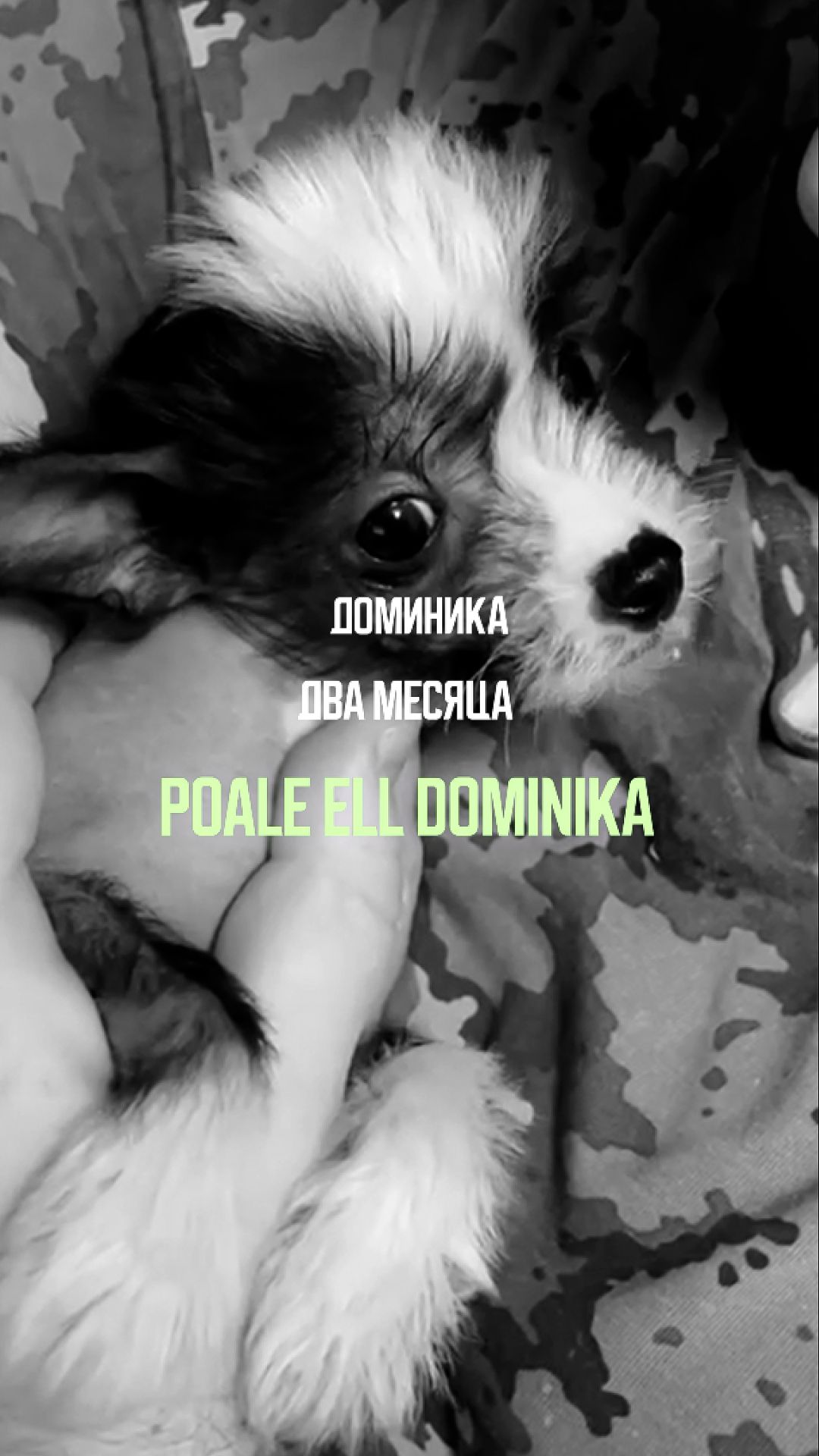 Доминика. Китайская хохлатая собака.