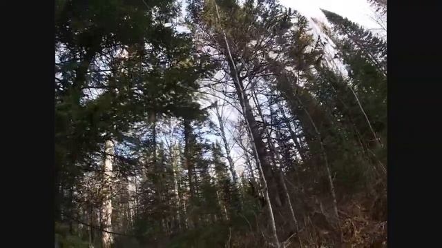 Охота на медведя. Пострадала лайка.