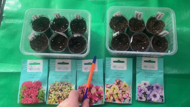 Обзор всходов Петунии, которым сегодня неделя от посева. Начали всходить 🙏