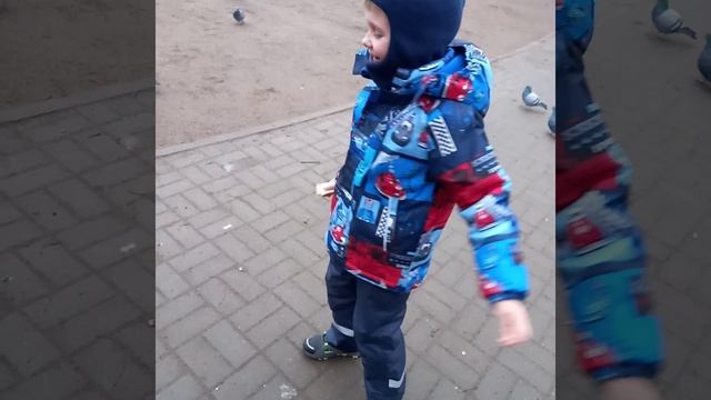 Голуби 2025 декабрь