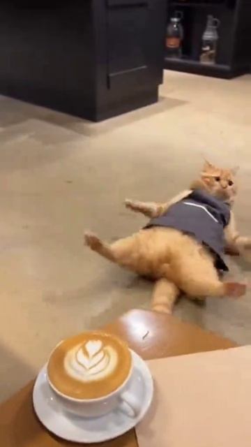 Котик официант