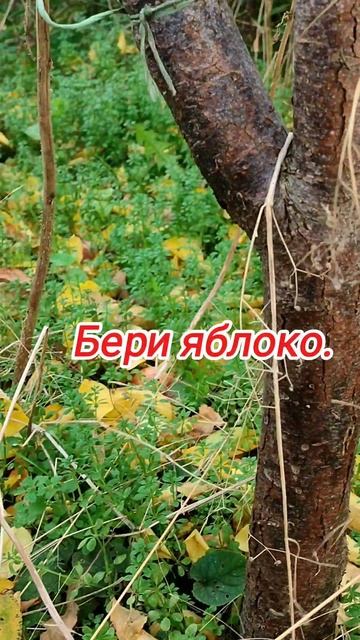 Где яблоко? Скажи 12 раз слово "яблоко" и твой ребёнок повторит.