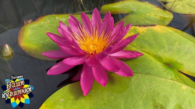 Нимфея Christmas Eve (Сочельник) кувшинка, waterlily, водные растения, пруд