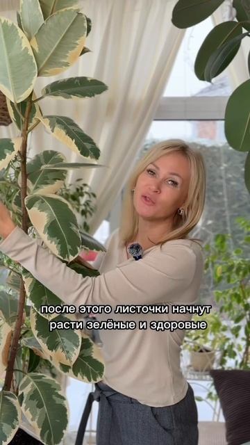 Самое простое комнатное растение - каучуконосный фикус!