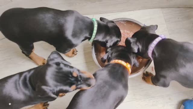 Щенки черного европейского Добермана в загородном Питомнике породы, Москва - Подольск -Калуга.