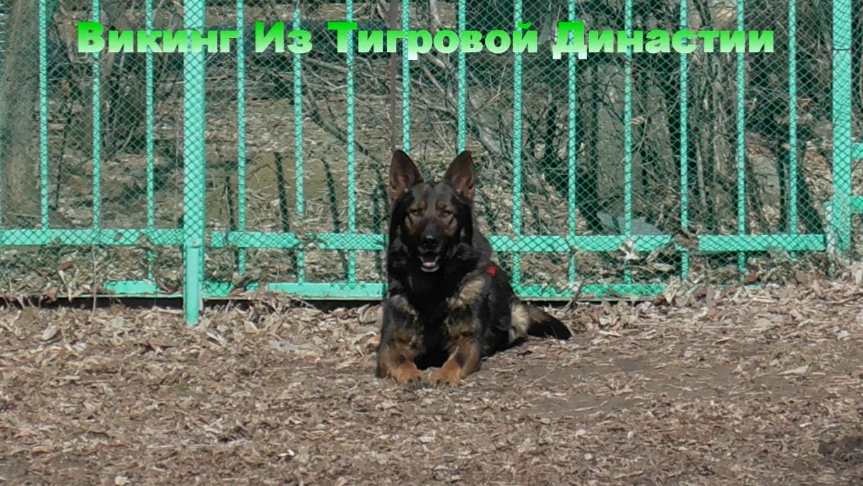 Тренировка по  обыску местности . Апрель 2023