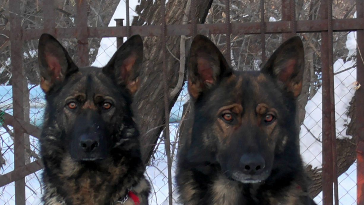 Тусовка . Викинг и Вирза.2023