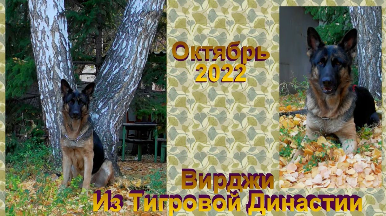 2022. Тренировка Вирджи Из ТД со спортивной группой клуба  Кинолог