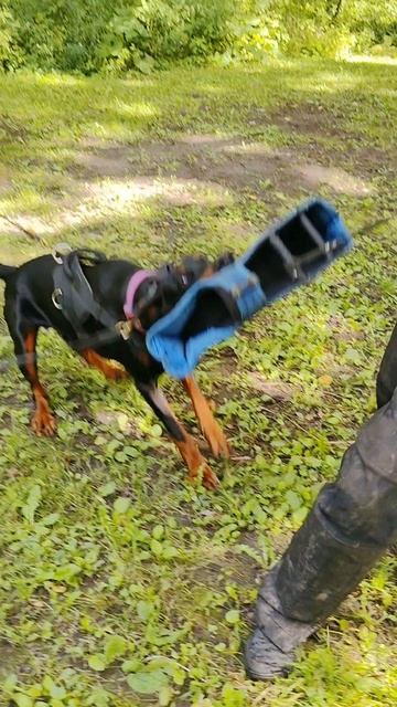 Московский питомник доберманов в городе Подольск, Подмосковье. Щенки добермана от заводчика.