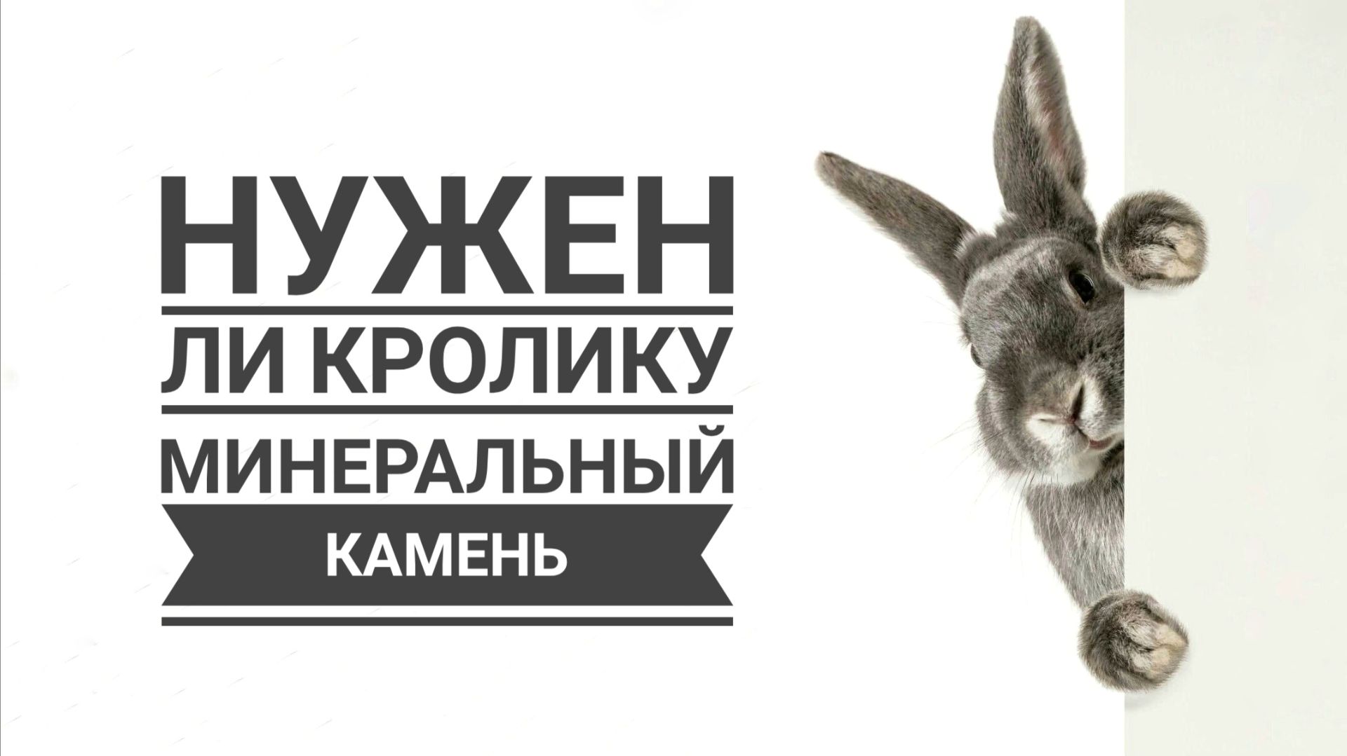 Нужен ли декоративному кролику минеральный камень