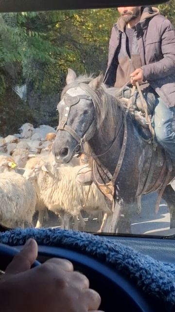 Стадо овец на дорогах Грузии, затор обеспечен.