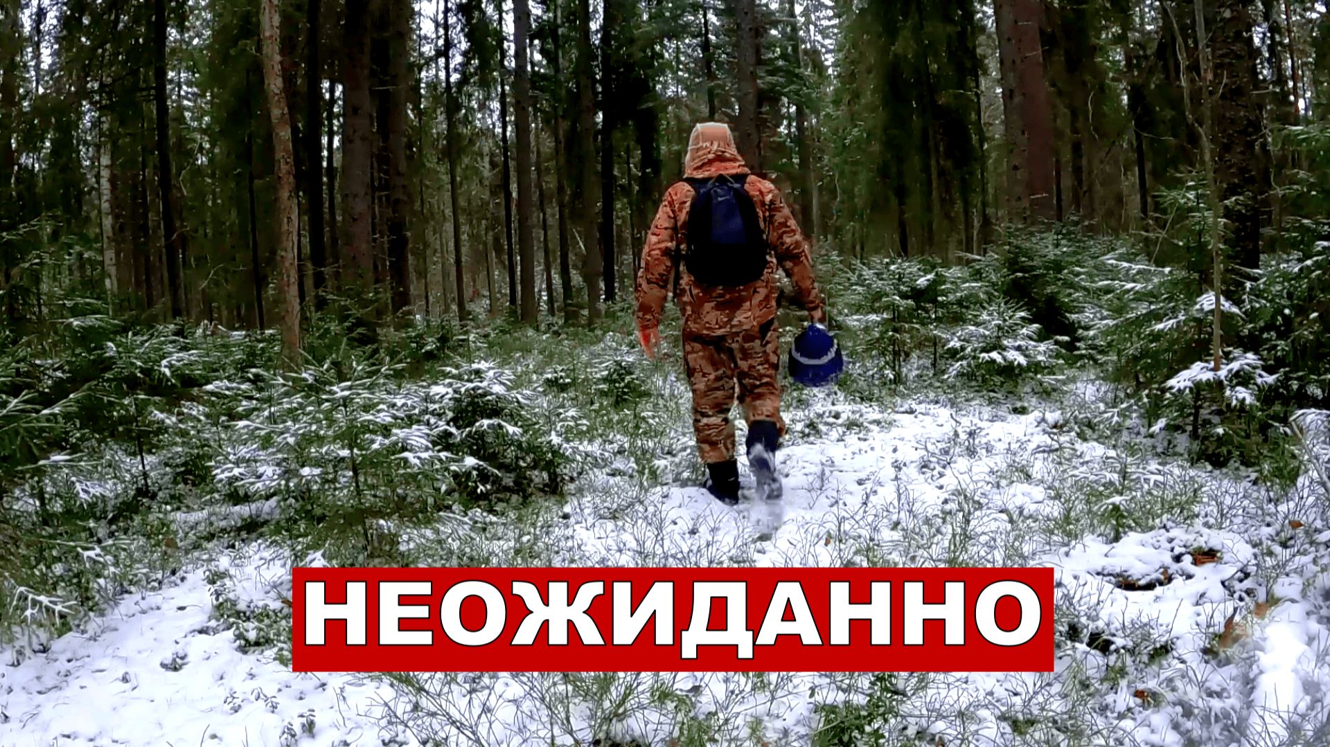 Грибник зашёл Зимой в лес и Обалдел! Нашел под Снегом поляны грибов! Грибы и лес Сказочная Карелия