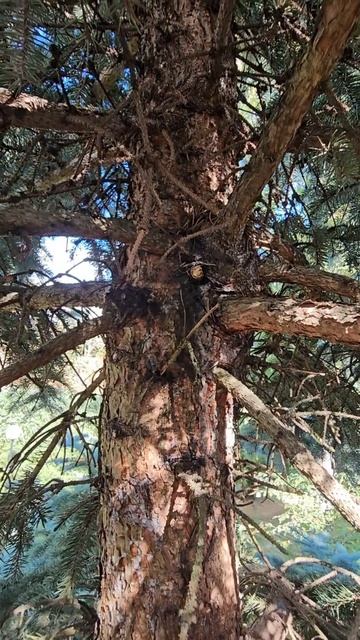 Первый этап формирования ели колючей