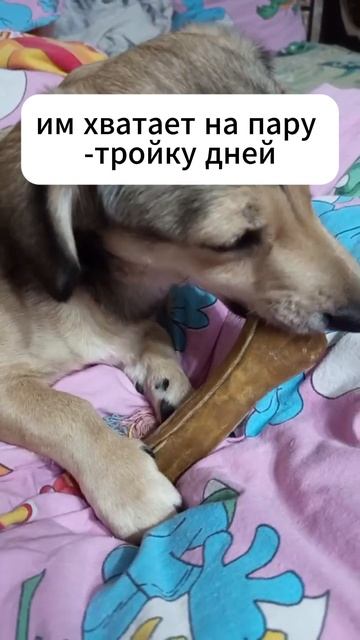 😋 ОНИ ОБОЖАЮТ ЭТО! Как быстро щенки уничтожат косточки?