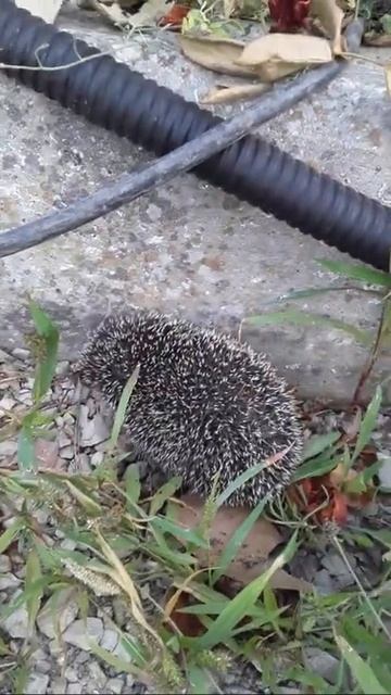 Симферополь. Херсонес. Волонтерские работы на раскопках.