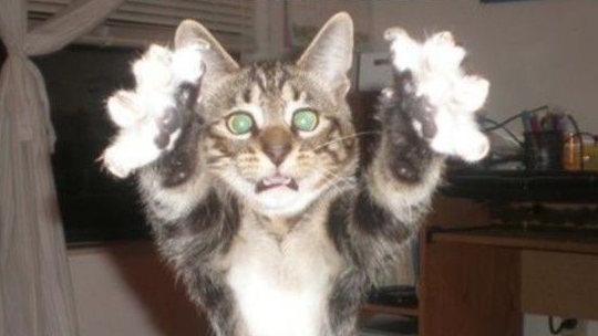 СМЕШНОЕ ВИДЕО. СМЕШНЫЕ ПРИКОЛЫ С ЖИВОТНЫМИ.