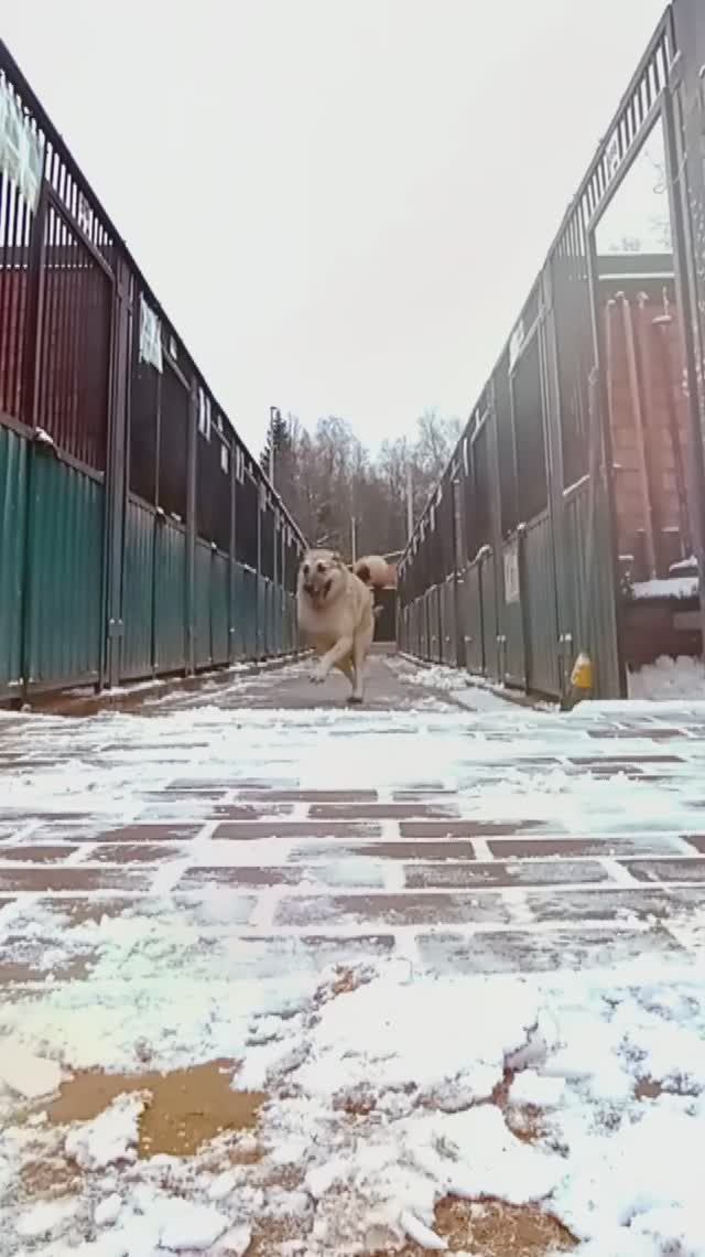 "Похоже на снег..." ❥ Приют в Малинках