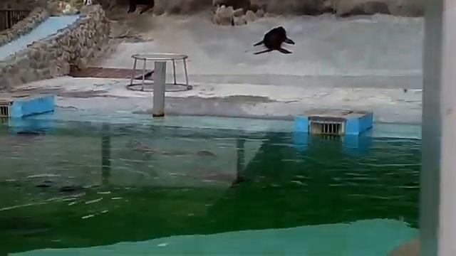 АРХИВ 2020:ВЫХОДНЫЕ ИЖЕВСКИЙ ЗООПАРК ПРОСНУЛСЯ БУРЫЙ МЕДВЕДЬ ПРИБЛИЖЕНИЕ ВЕСНЫ