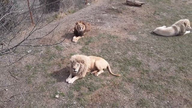 17 апреля. Парк львов _Тайган_🦁🦁🦁. Часть 2.