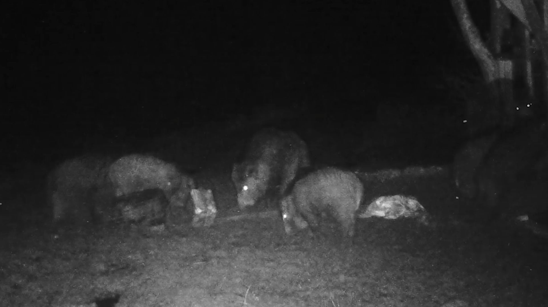 Забавные семейные разборки у кормушки: мир кабанов глазами наблюдателя