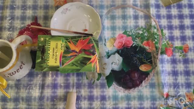 Стрелиция Райская Птица - посев семенами на прорастание