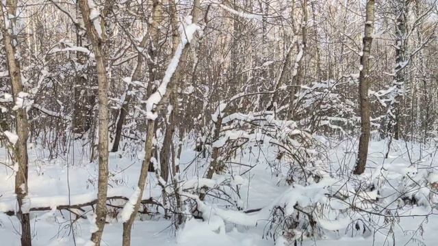 Канадский волк - гибрид. Середина декабря 2025