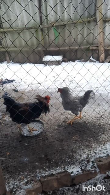 Животные.Сборник интересных моментов из жизни животных.Фильм7.Серия3.Часть2