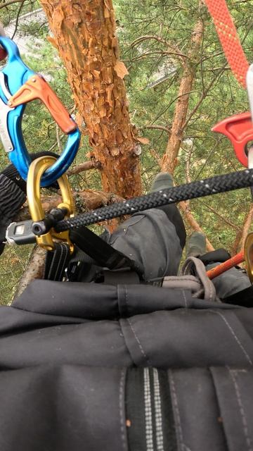 Мои инструменты и снаряжение при работе на сосне