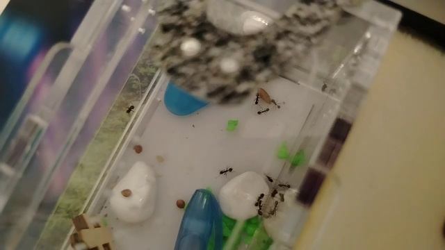 Что если дать муравьям овёс и мясо? Муравьиная ферма!