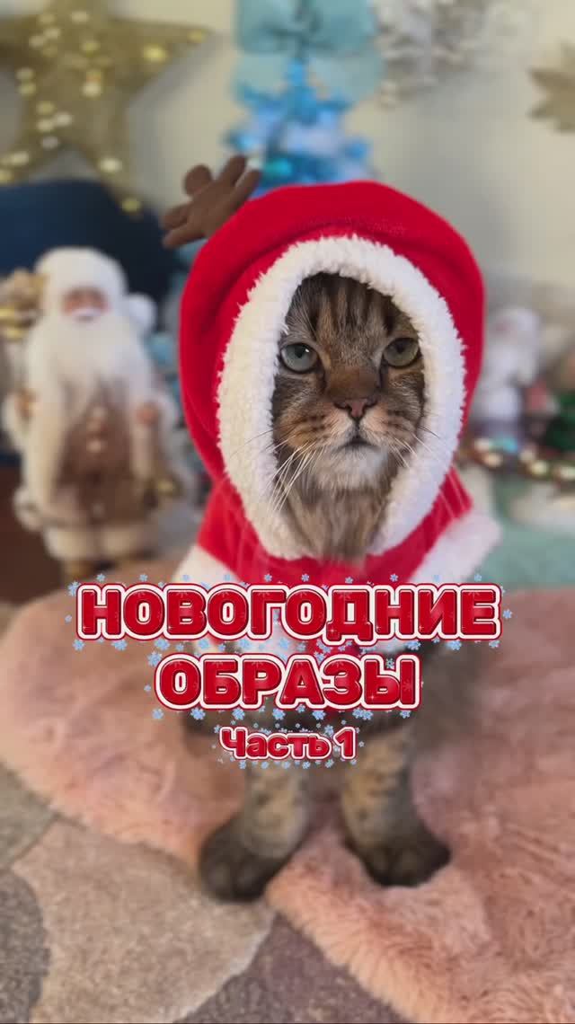 Вам понравился мой наряд?🎅🏼😻 #котик #новогоднийнаряд #котики