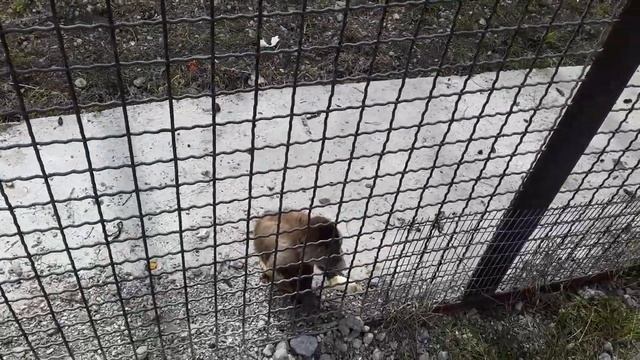 17 апреля. Парк львов _Тайган_🦁🦁🦁. Часть 4.